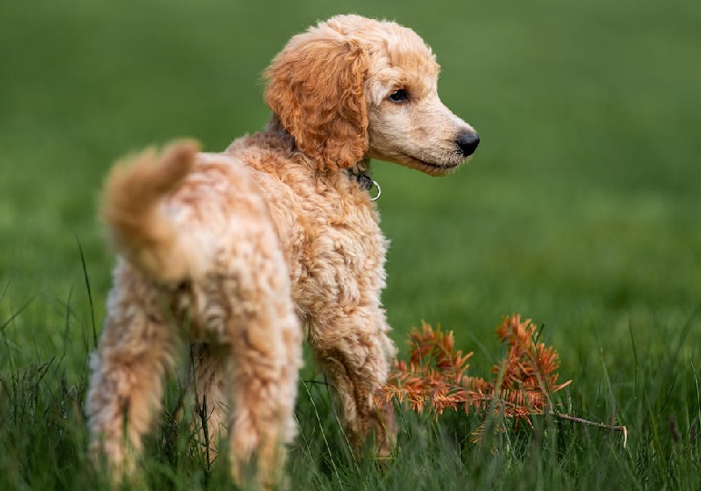About Poodle - Luxury Teacups
