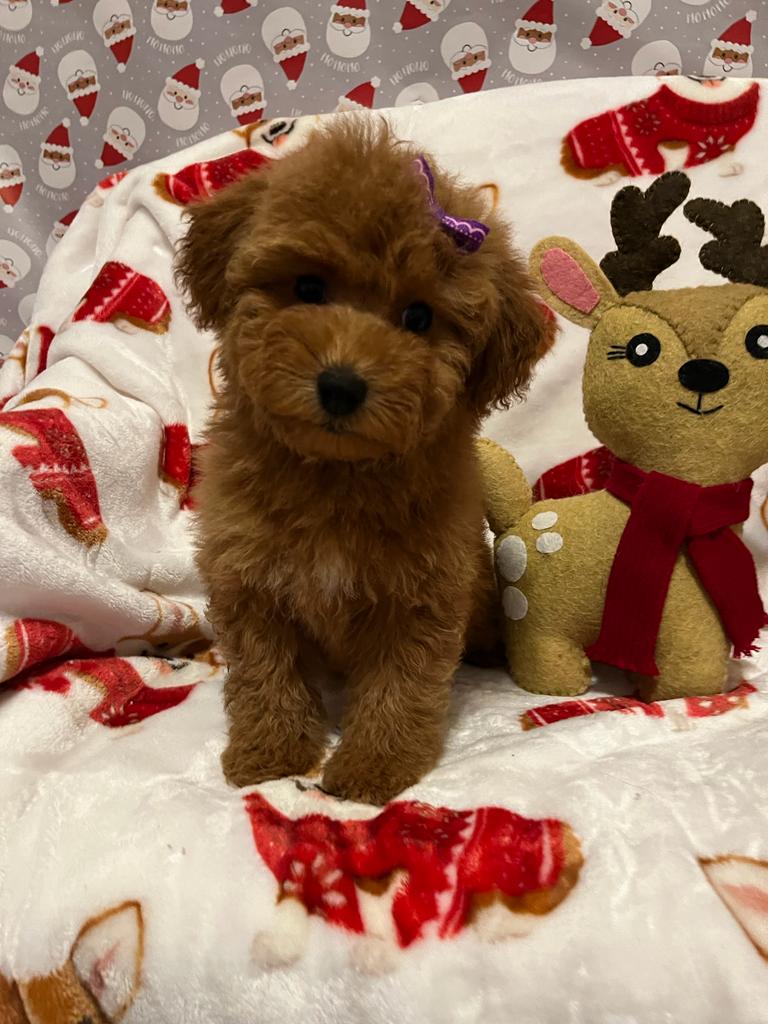 Mariah (toy poodle) - Luxury Teacups