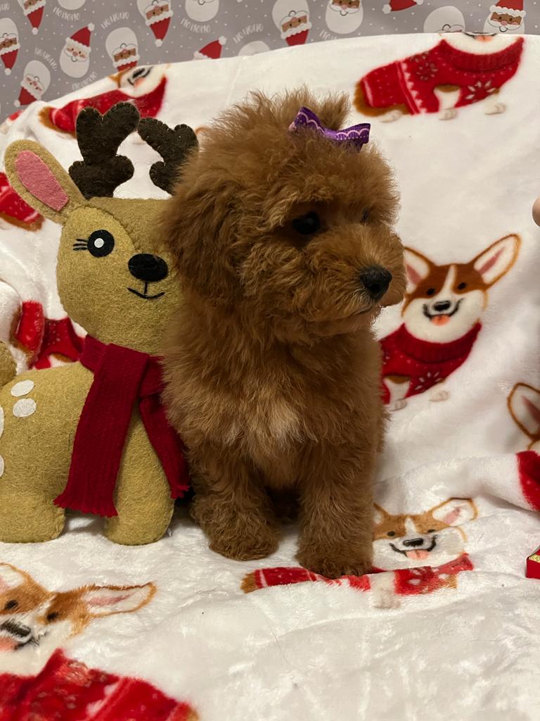 Mariah (toy poodle) - Luxury Teacups